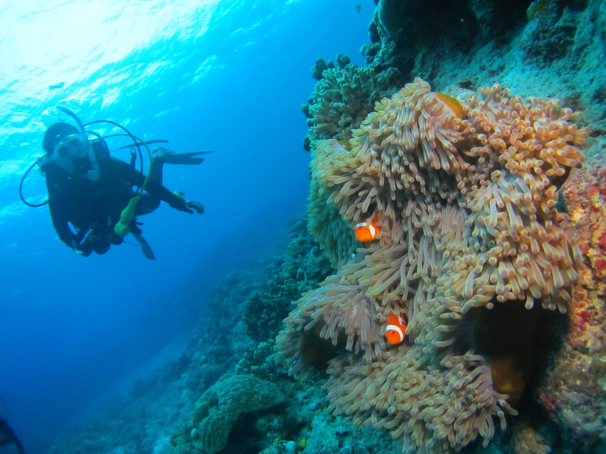 Chatan Sunabe boat fun diving - DIVE IN CHTANA｜Diving & snorkeling shop ...