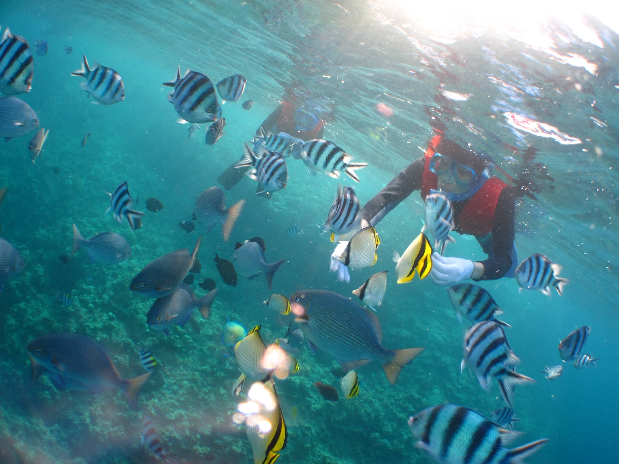 Chatan Sunabe boat snorkeling - DIVE IN CHTANA｜Diving & snorkeling shop ...